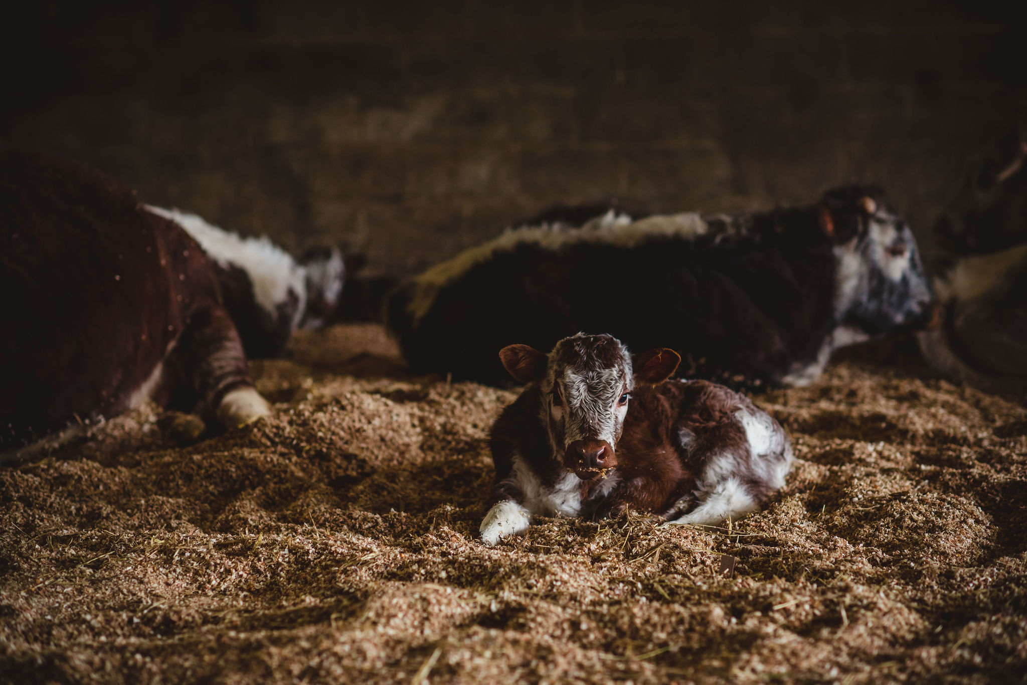 The Farmm | Farm shop Loseley Park Estate Guildford in the Surrey Hills ...