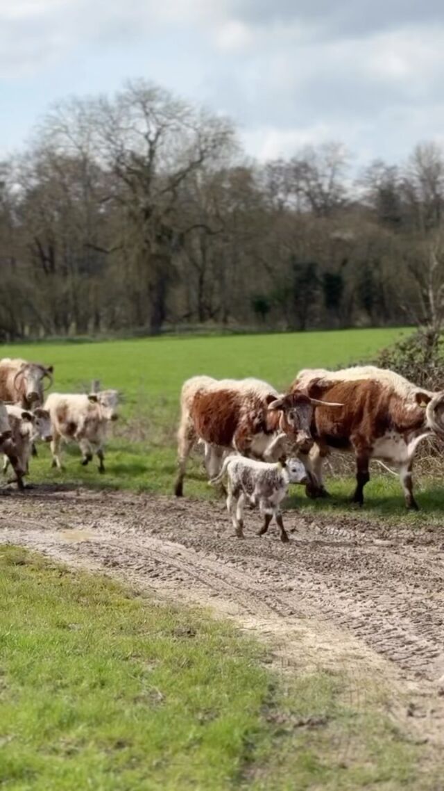 The Farmm | Farm shop Loseley Park Estate Guildford in the Surrey Hills ...